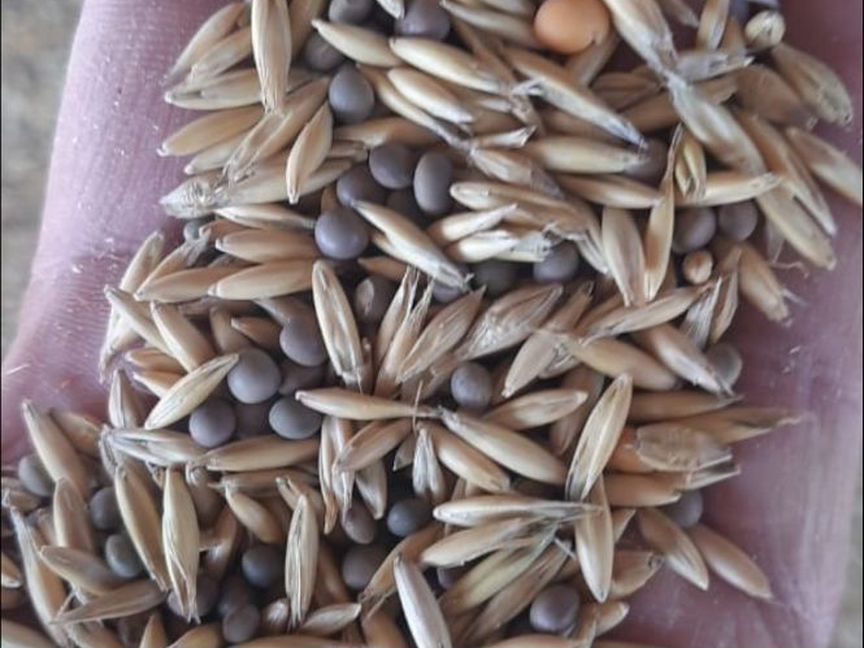 Зерносмесь для сева на зелёную массу