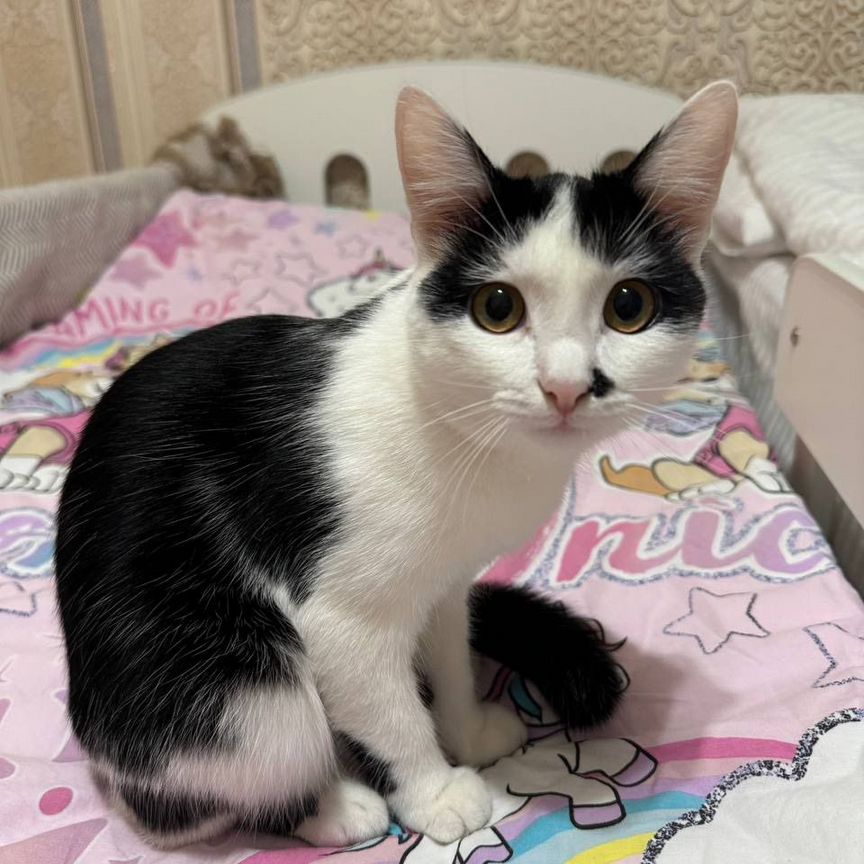 Котенок Мия