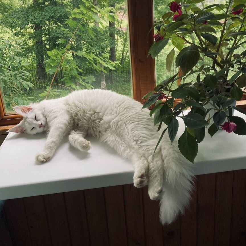 Котенок мейн-кун