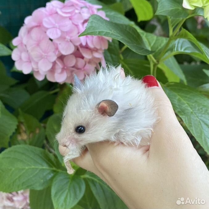 Сирийские хомячки бесплатно