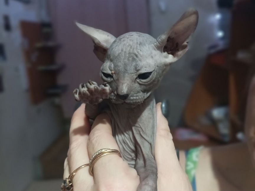 Катята-Сфинксы