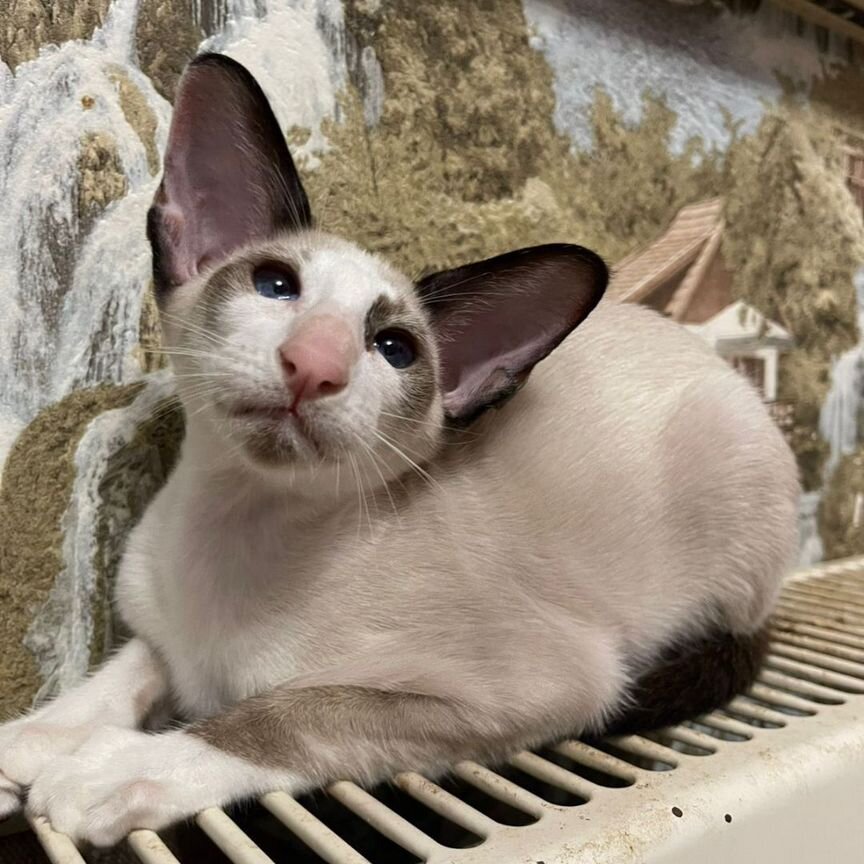 Ориентальные котята