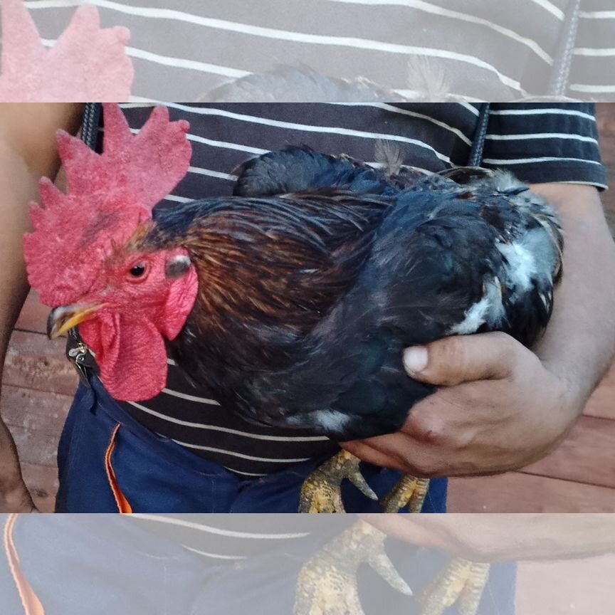 Петушки домашние