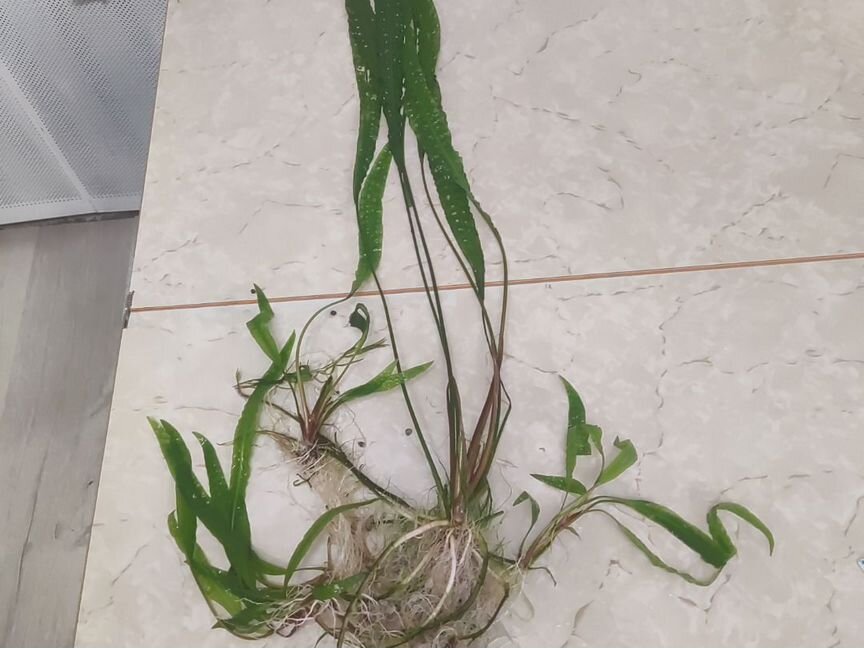 Аквариумные рыбки сомики Анциструс и растения