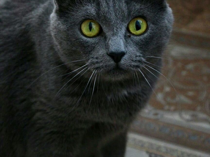 Русская голубая кошка в добрые руки