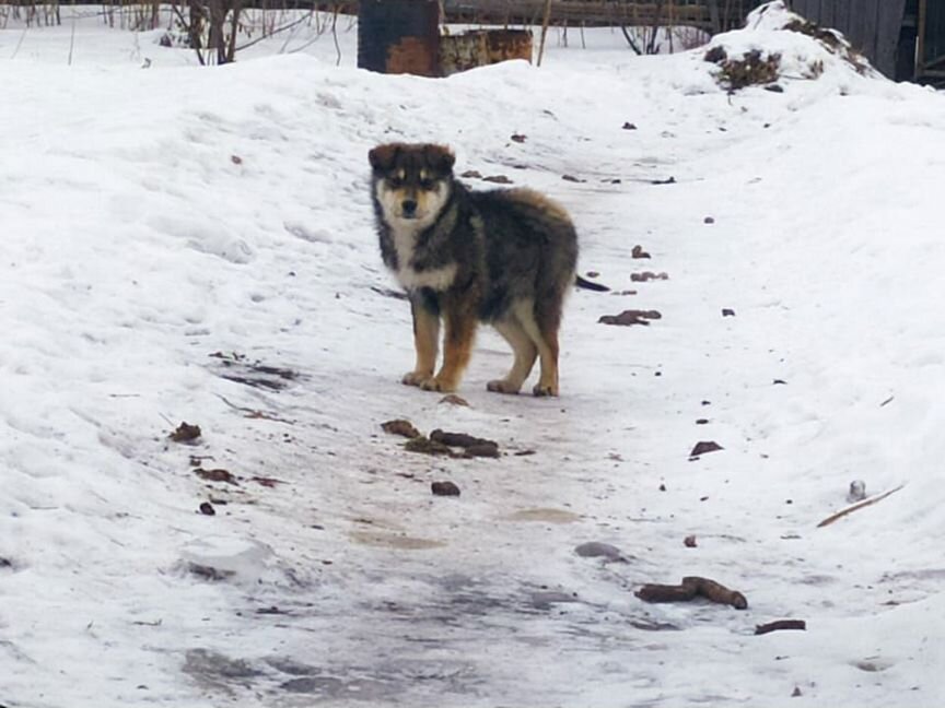Охранник в частный дом