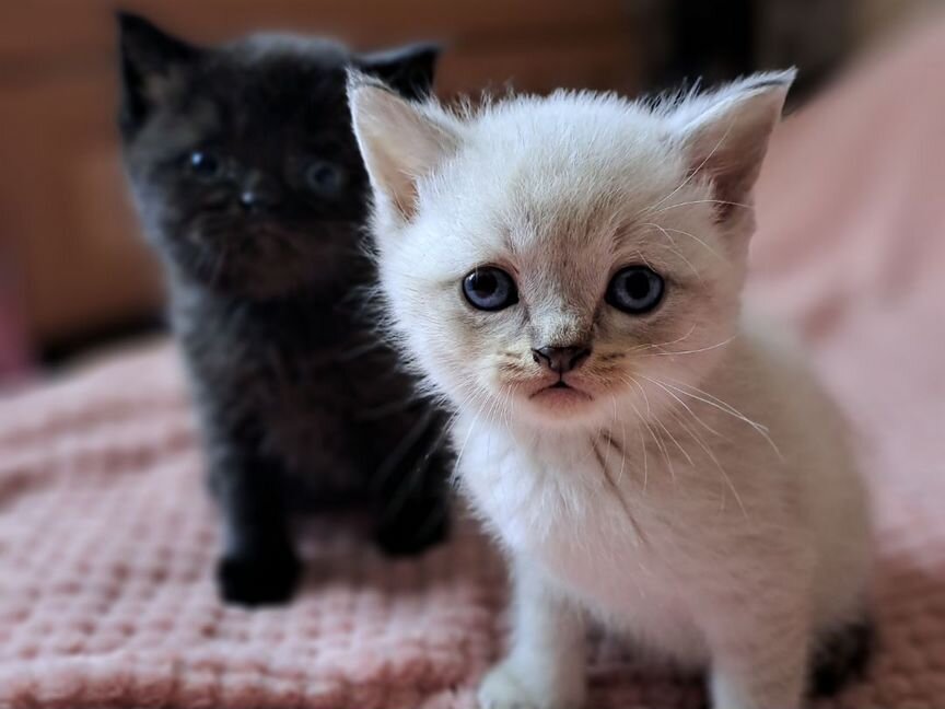 Шотландские котята