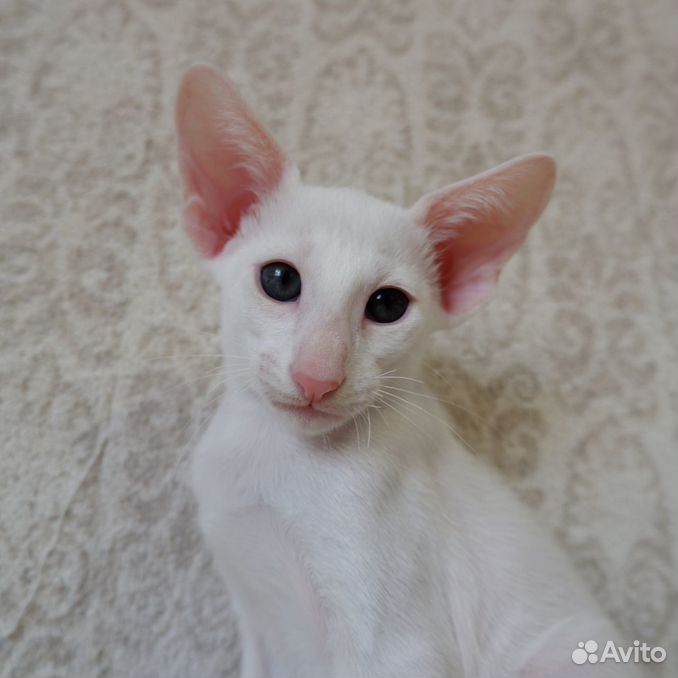 Блондин с зелёными глазами