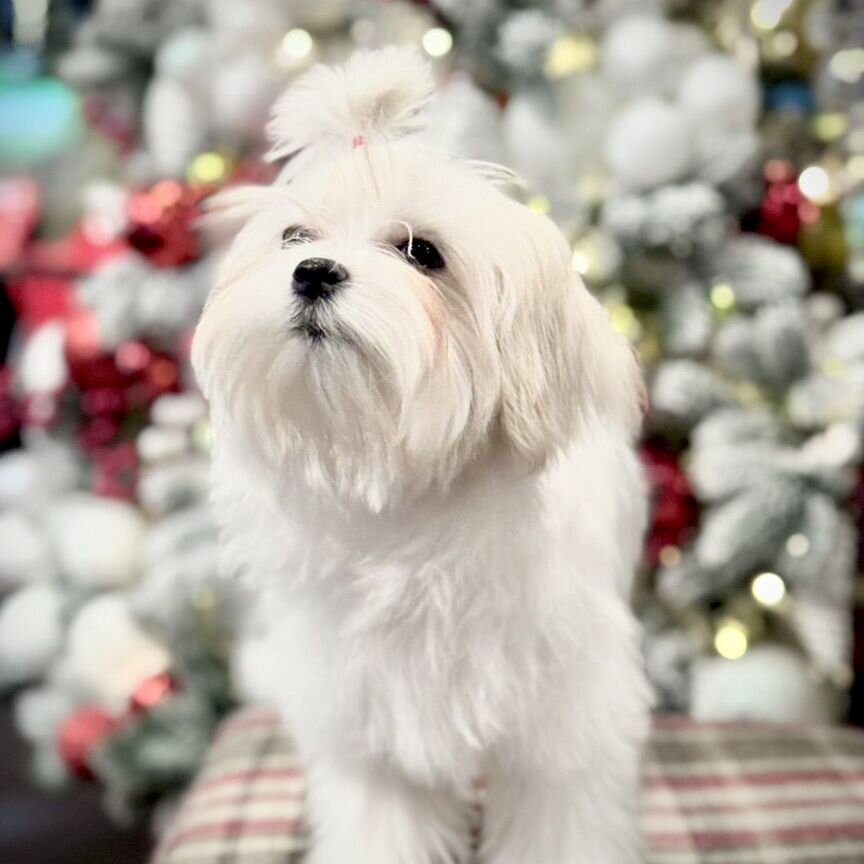 Мальтезе девочка