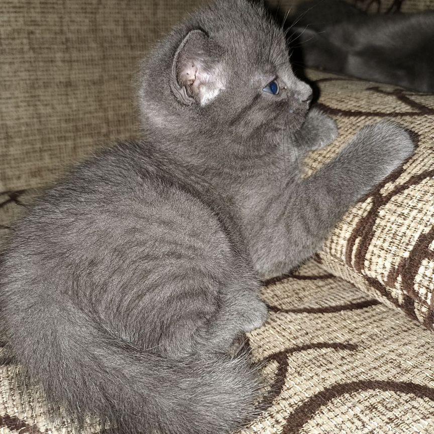 Шотландская прямоухая кошка