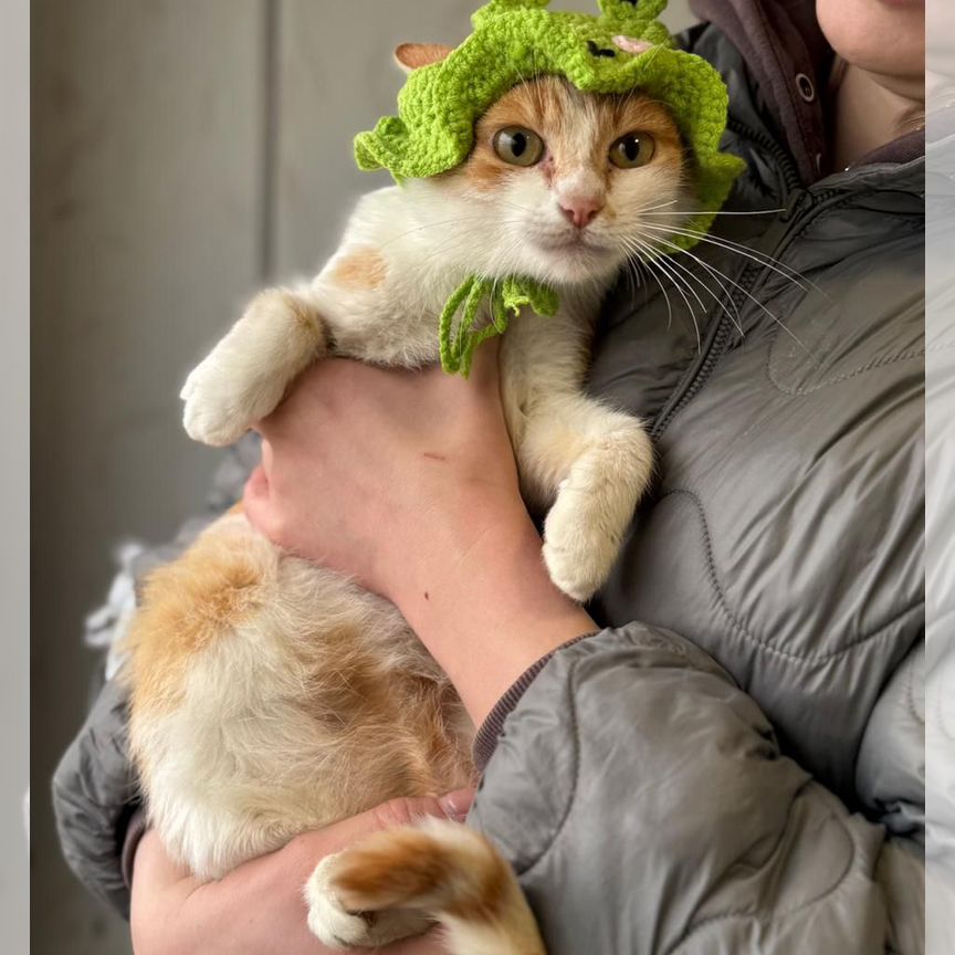 Взрослая кошка в добрые руки
