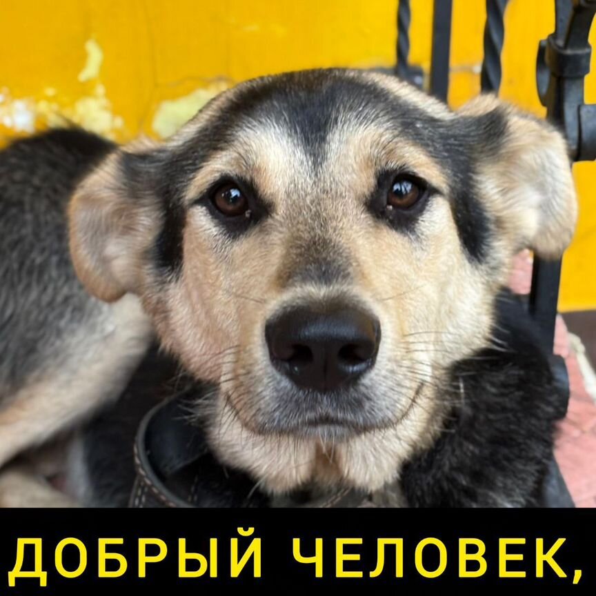 Потеряшка, ищем нового хозяина