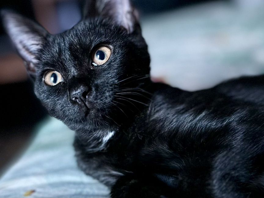 Котенок в добрые руки