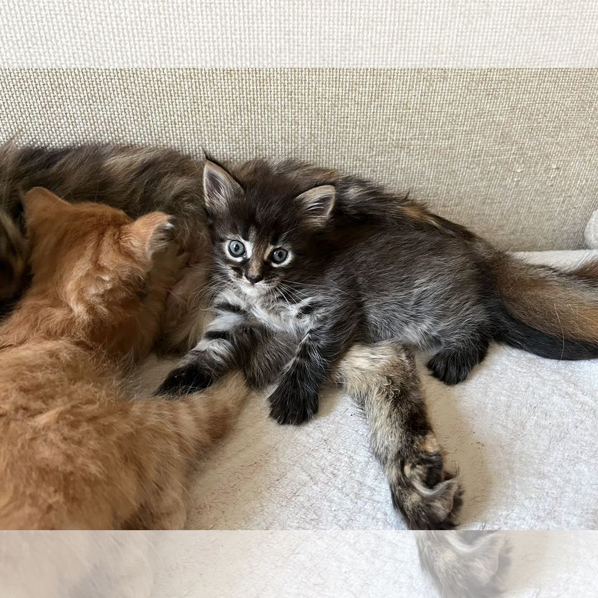 Котята в добрые руки бесплатно маленькие