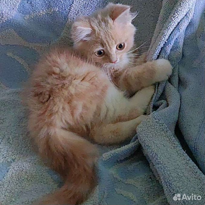 Котеночек девочка