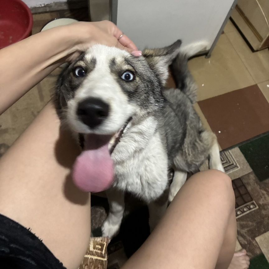 Сибирский хаски, щенок