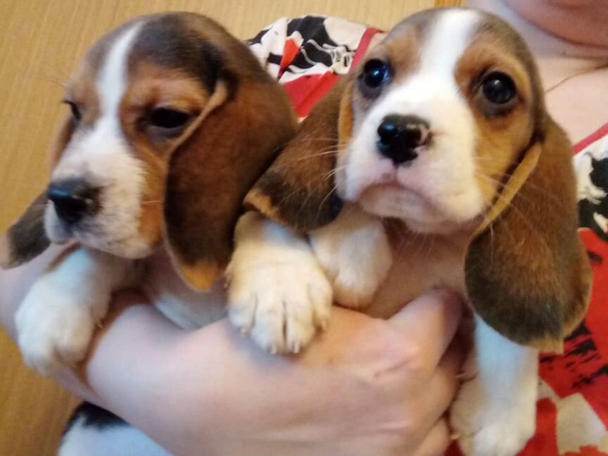 Щенки бигль