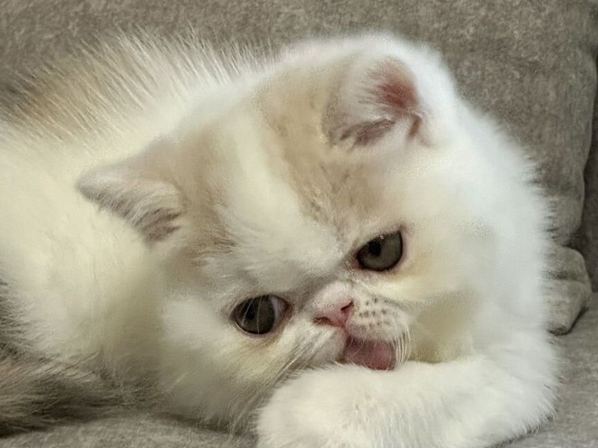 Экзотическая кошка