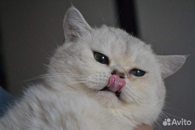 Роскошный британец кот