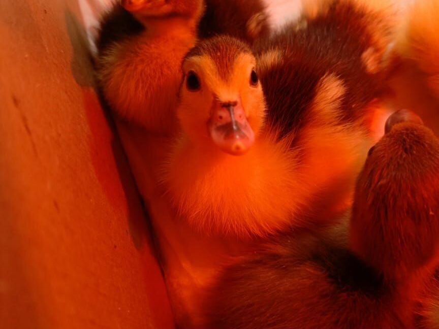 Мускусные утята индоутки