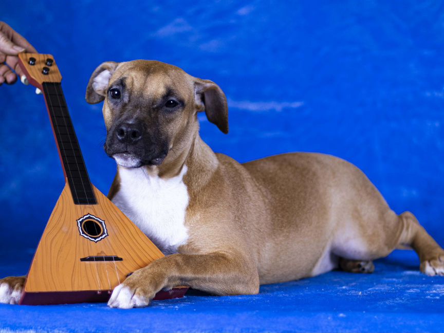 Щенок Стаффордширского терьера