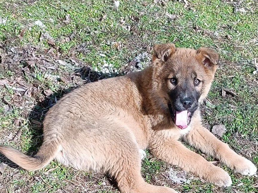 Щенок мальчик от полуовчарки и хаски 2,5 месяца