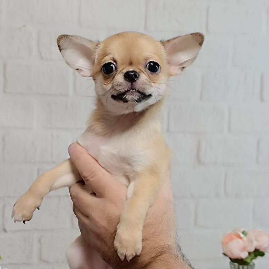Чихуахуа девочка