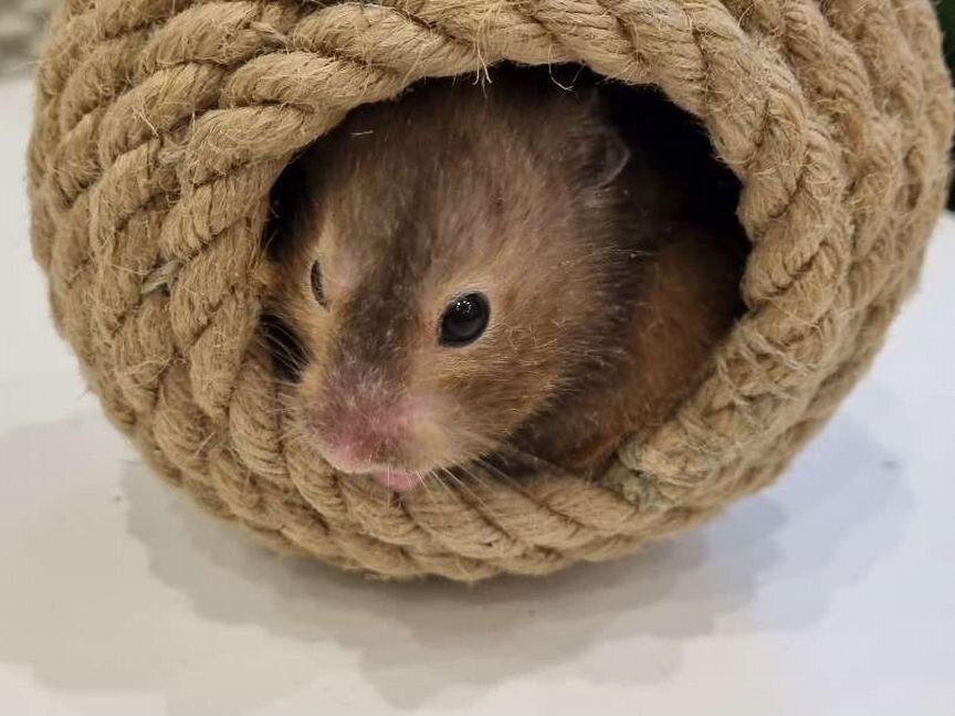 Домик для хомяка