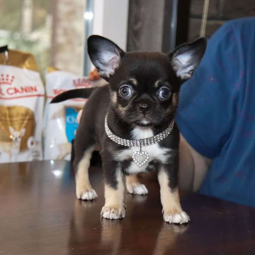 Джонни. Шикарный чихуахуа с доcтавкoй