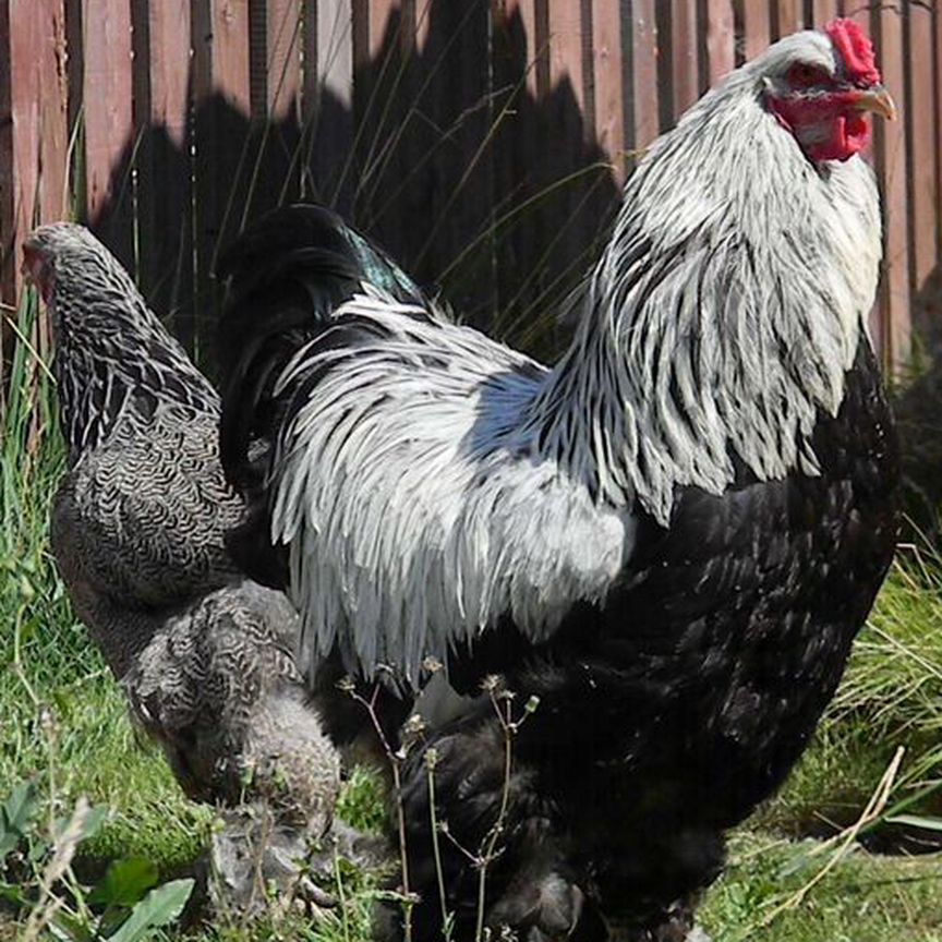 Куры брама инкуб яйцо