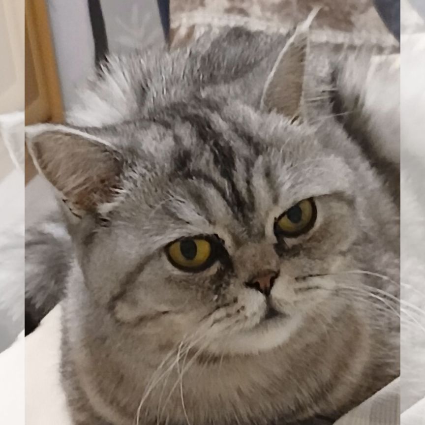 Шотландская вислоухая длинношёрстная, взрослая кошка