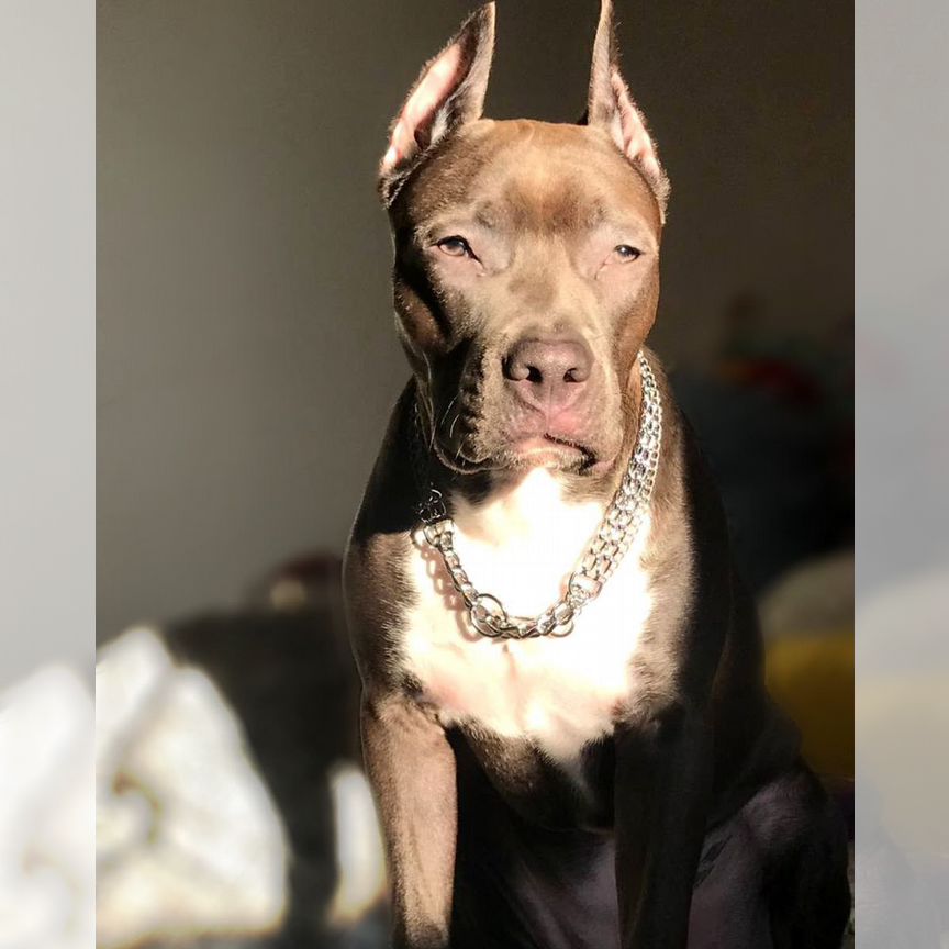 Американский стаффордширский терьер, взрослая собака