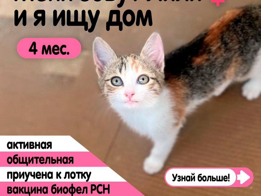 Ласковейший котенок в ответственные добрые руки
