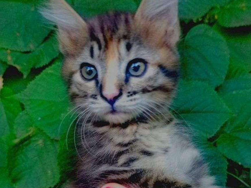 Котёнок, девочка, в добрые руки