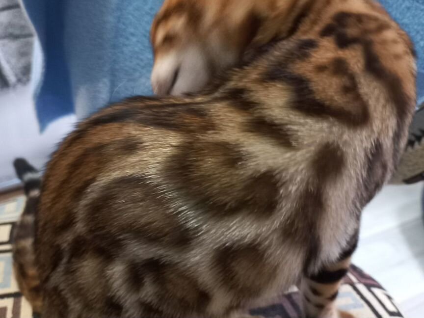 Бенгальские котята в элитных шубках редкого окраса