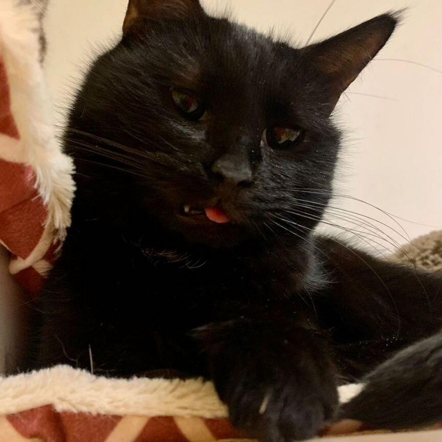 А вы знали что, чёрные кошки