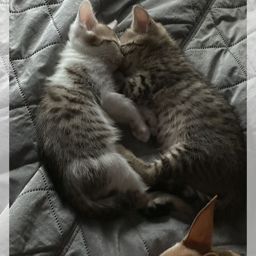 Бенгальские котята метисы