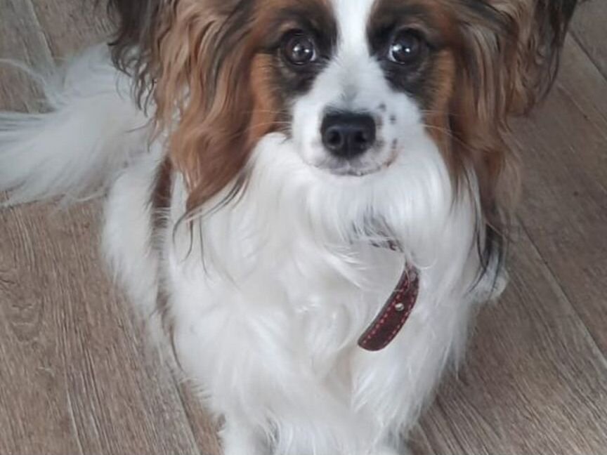 Щенки папийона