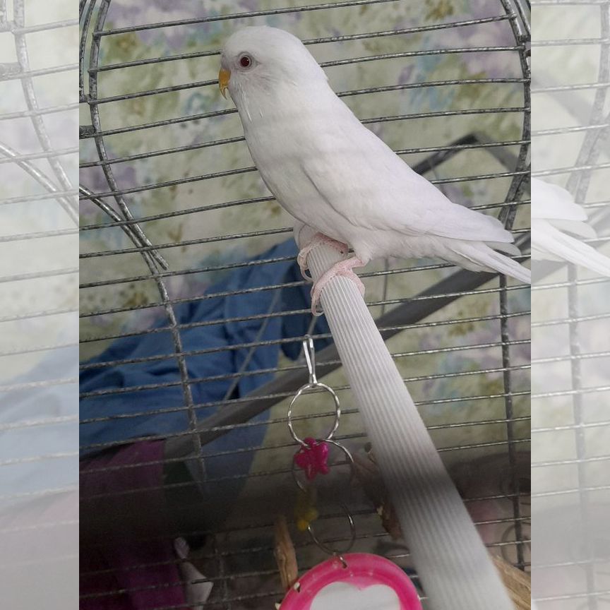 Волнистый попугай девочка 1,5года с клеткой