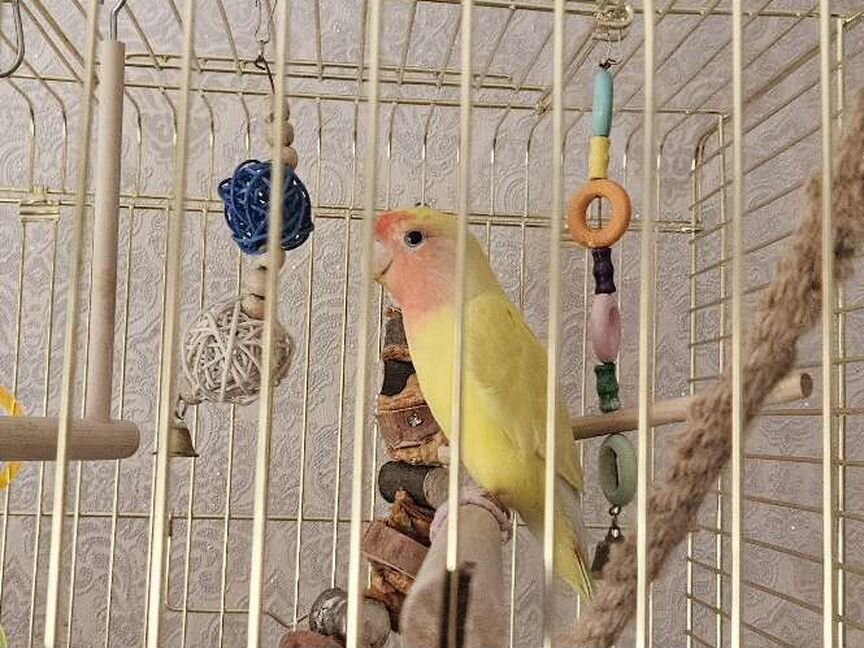 Попугай Неразлучник (5 мес) С клеткой