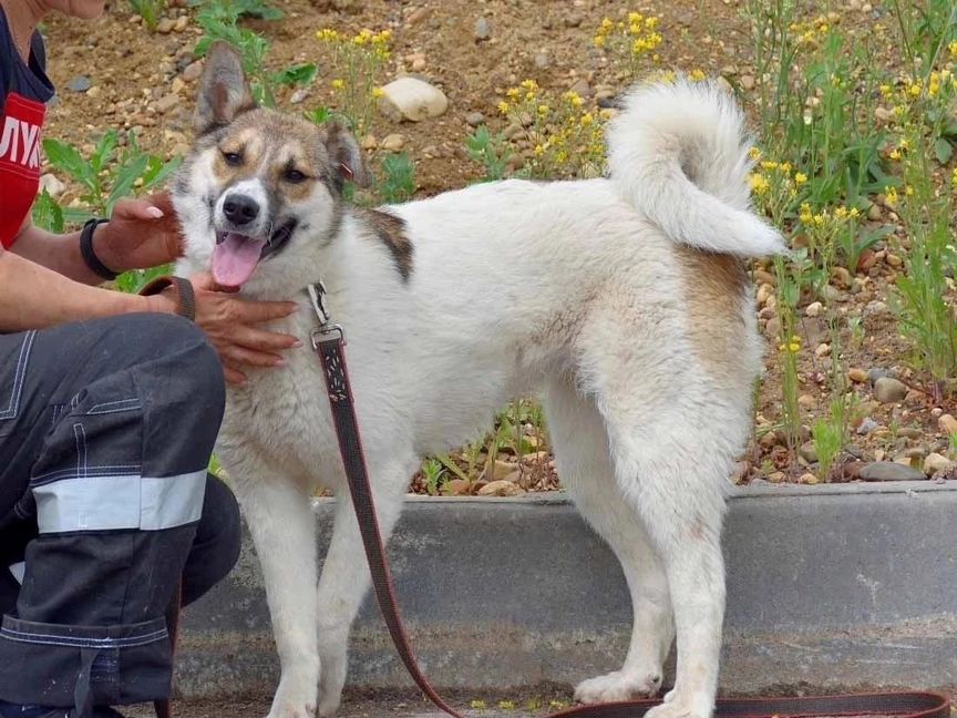 Белая Белочка ищет дом. Попрыгушка она