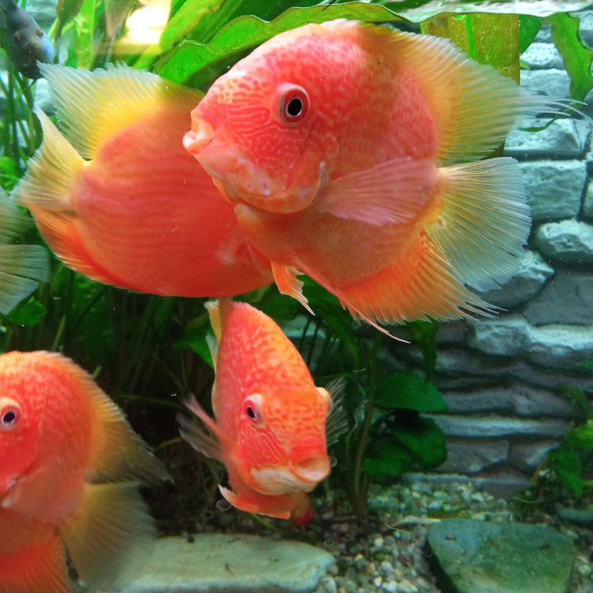 Северум красный жемчуг и гаянский мальки