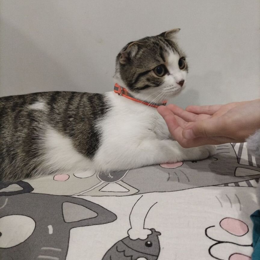 Кошечка 3,5 мес