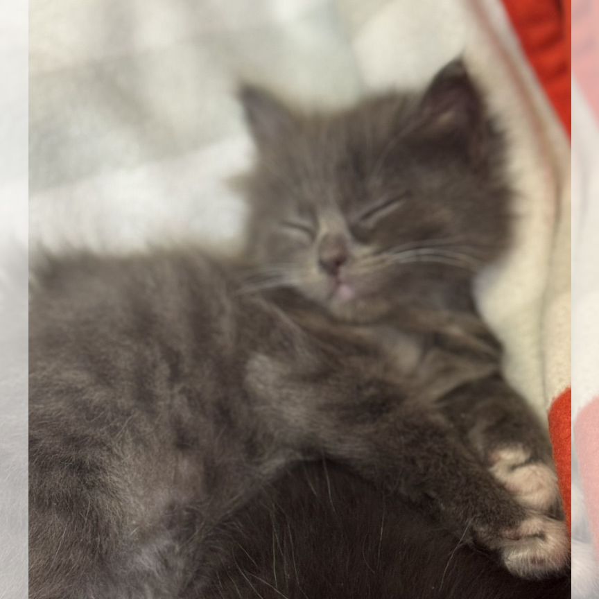 Котенок Грей