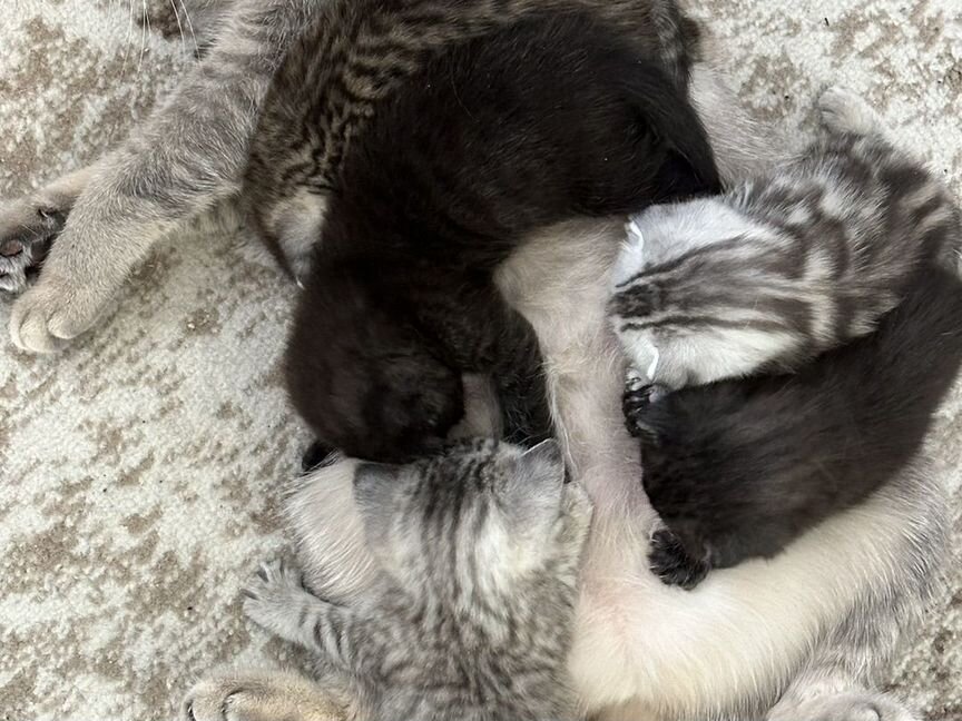 Шотландские котята