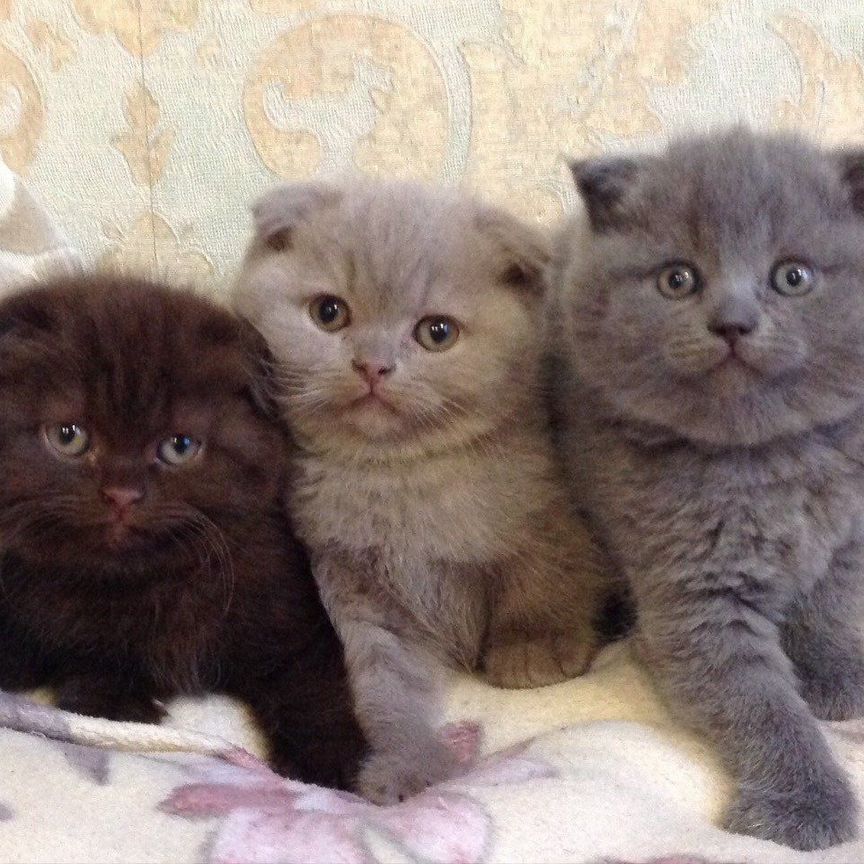 Вислоухие котята