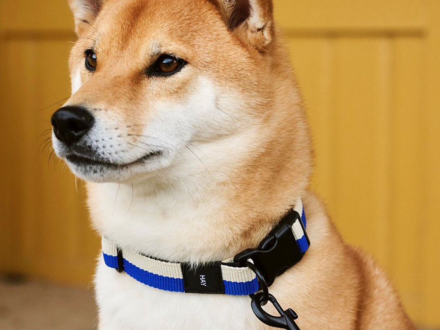 Ошейники и игрушки HAY Dogs, Дания