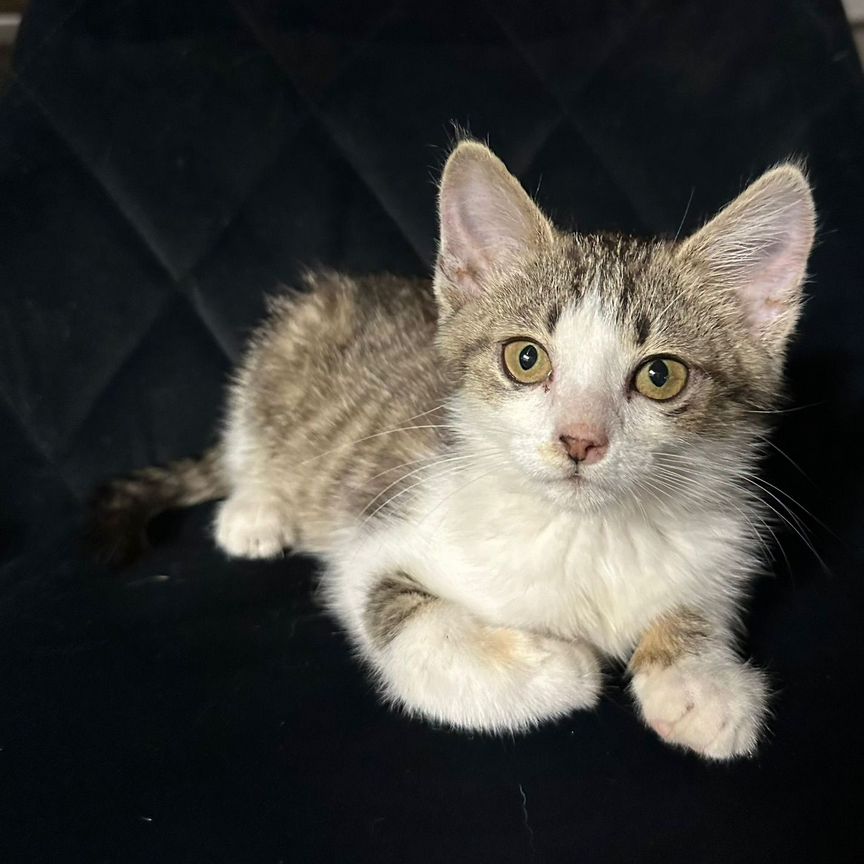 Маленький милый котенок