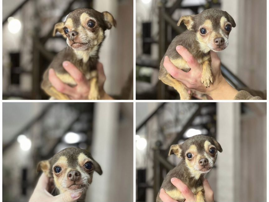 Чихуахуа отдам бесплатно