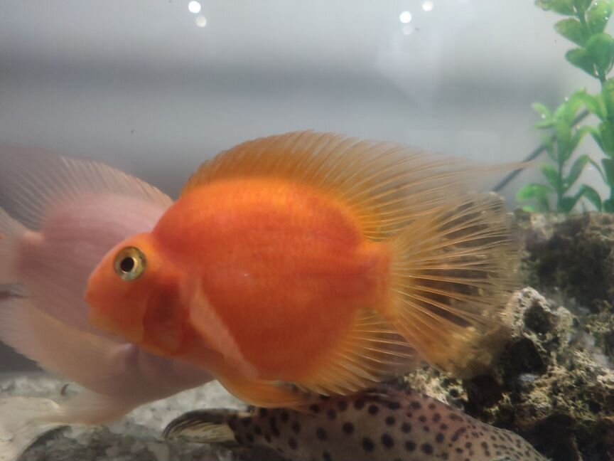 Красные попугаи и сомик